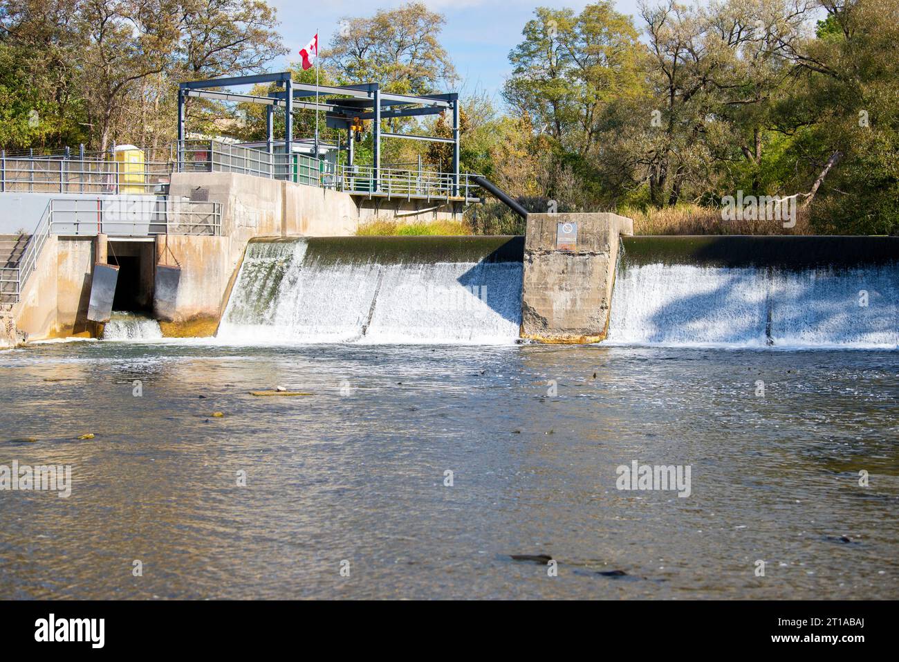Salmon Run in Ganaraska River at Corbetts Dam Fish Ladder, Port Hope ON ...