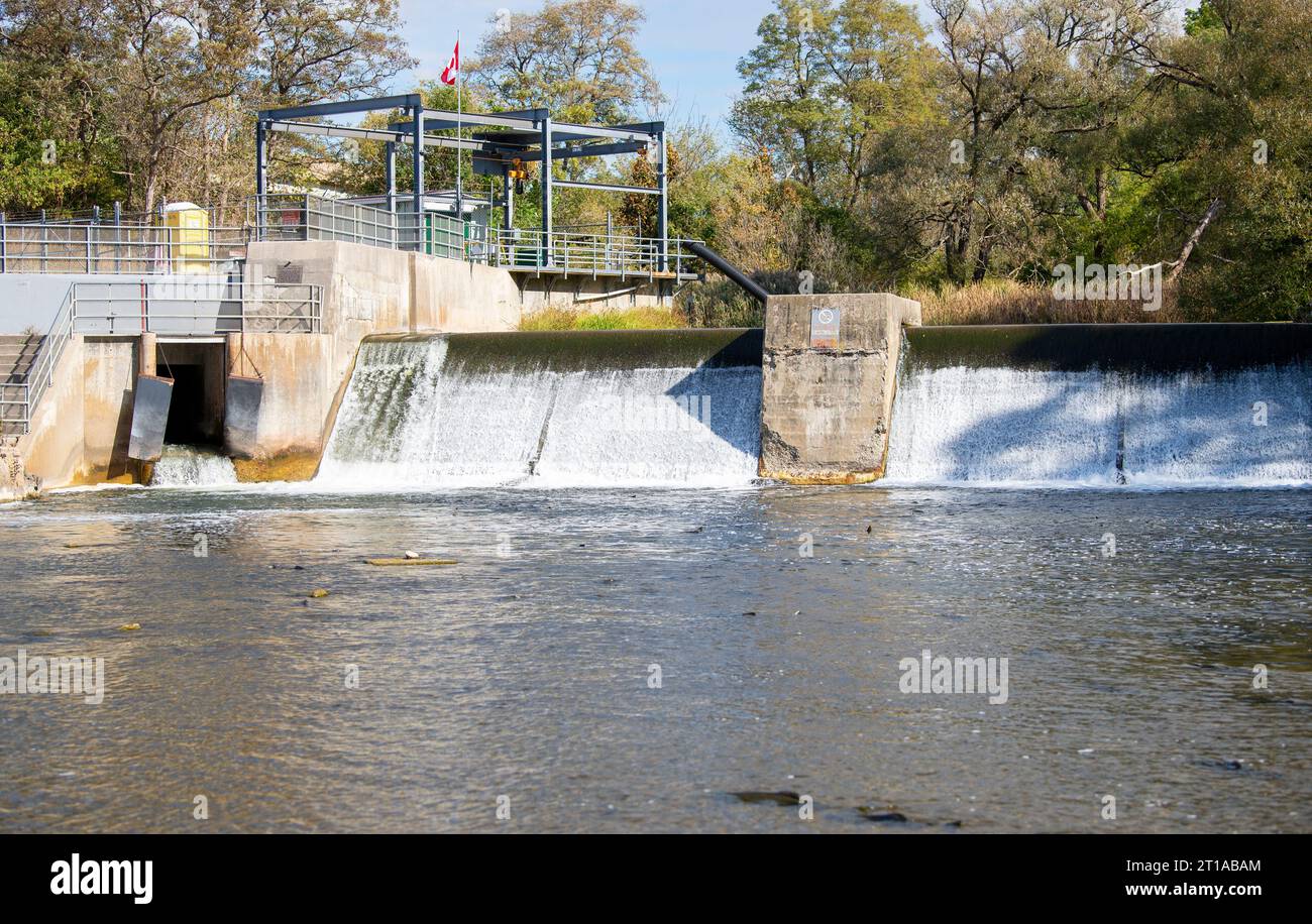 Salmon Run in Ganaraska River at Corbetts Dam Fish Ladder, Port Hope ON ...