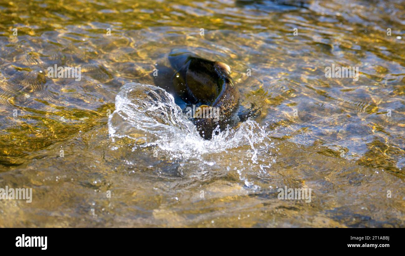 Salmon Run in Ganaraska River at Corbetts Dam Fish Ladder, Port Hope ON ...