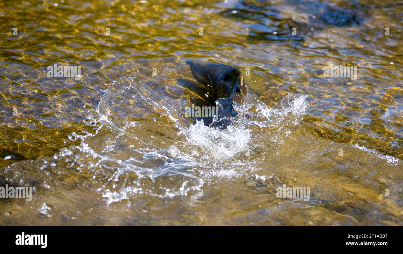 Salmon Run in Ganaraska River at Corbetts Dam Fish Ladder, Port Hope ON ...