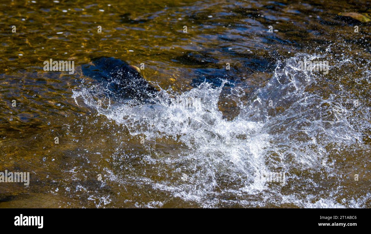Salmon Run in Ganaraska River at Corbetts Dam Fish Ladder, Port Hope ON ...