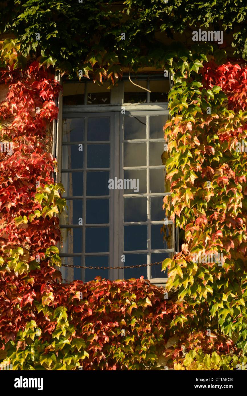 Autumnal coloured foliage around a French window Stock Photo - Alamy