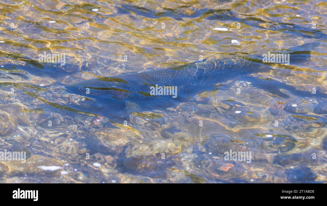 Salmon Run in Ganaraska River at Corbetts Dam Fish Ladder, Port Hope ON ...