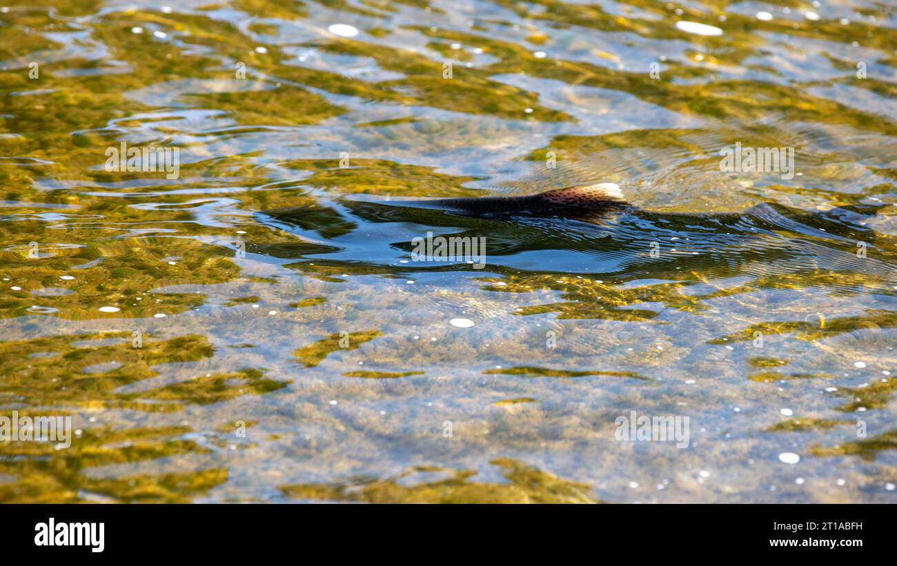 Salmon Run in Ganaraska River at Corbetts Dam Fish Ladder, Port Hope ON ...