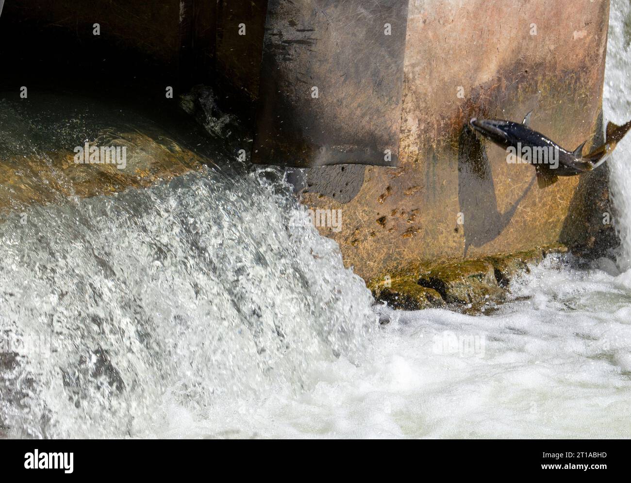 Salmon Run in Ganaraska River at Corbetts Dam Fish Ladder, Port Hope ON ...