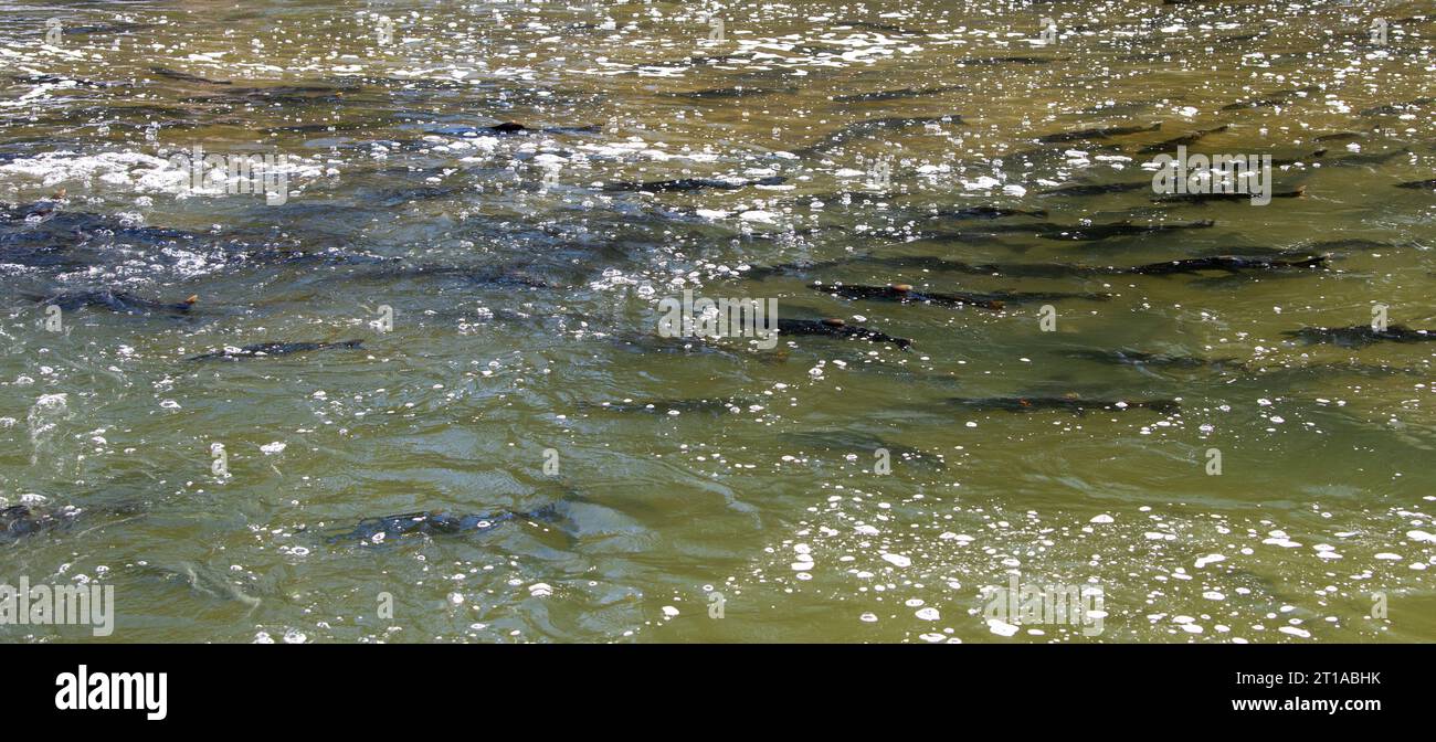 Salmon Run in Ganaraska River at Corbetts Dam Fish Ladder, Port Hope ON ...
