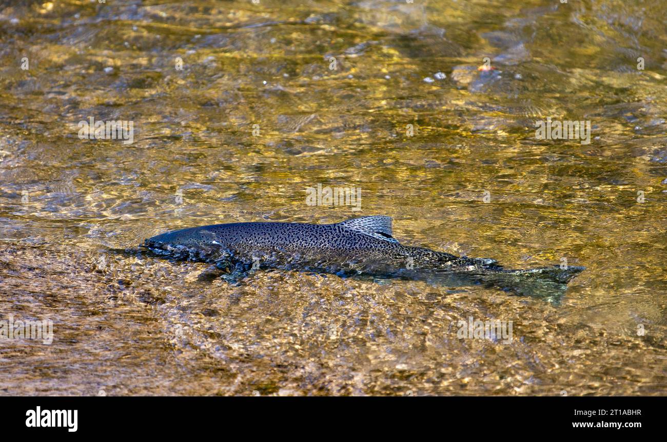 Salmon Run in Ganaraska River at Corbetts Dam Fish Ladder, Port Hope ON ...
