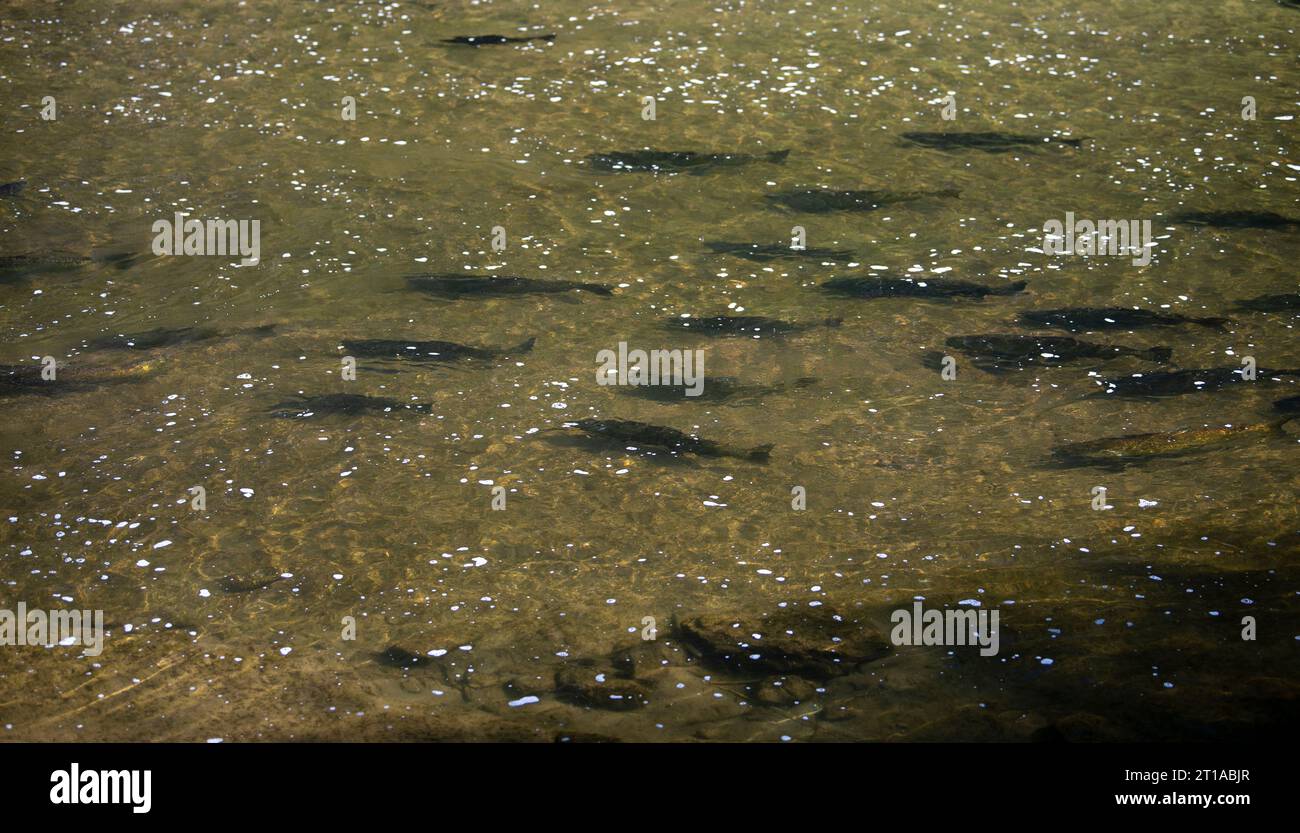 Salmon Run in Ganaraska River at Corbetts Dam Fish Ladder, Port Hope ON ...