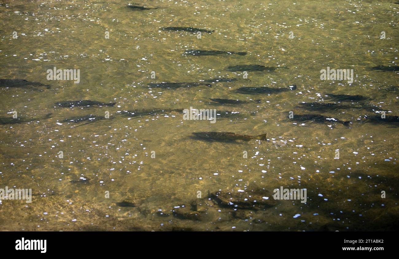 Salmon Run in Ganaraska River at Corbetts Dam Fish Ladder, Port Hope ON ...
