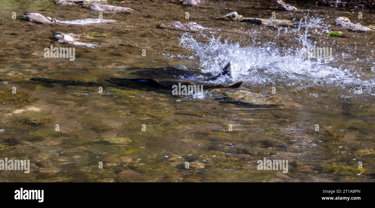 Salmon Run in Ganaraska River at Corbetts Dam Fish Ladder, Port Hope ON ...