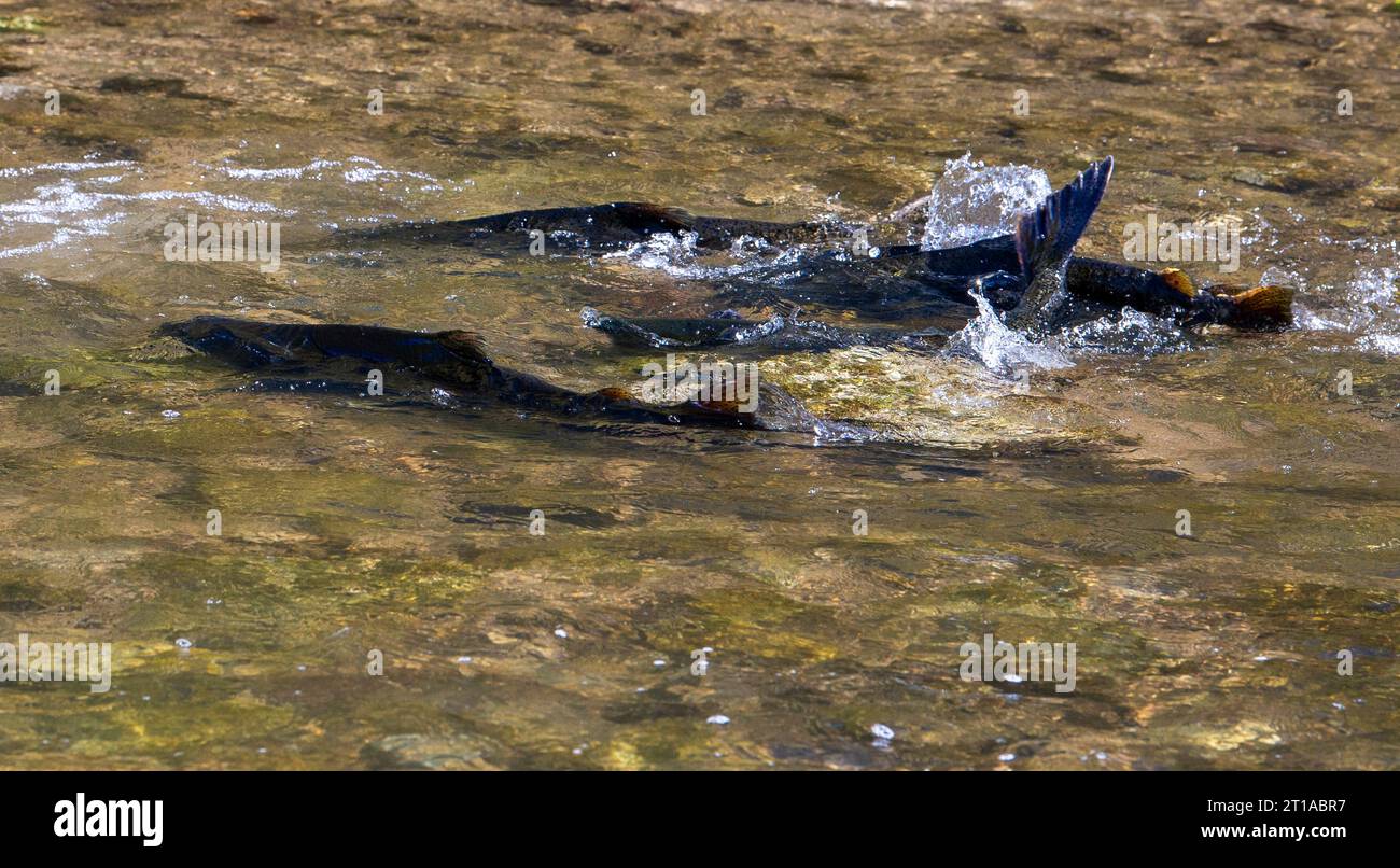 Salmon Run in Ganaraska River at Corbetts Dam Fish Ladder, Port Hope ON ...