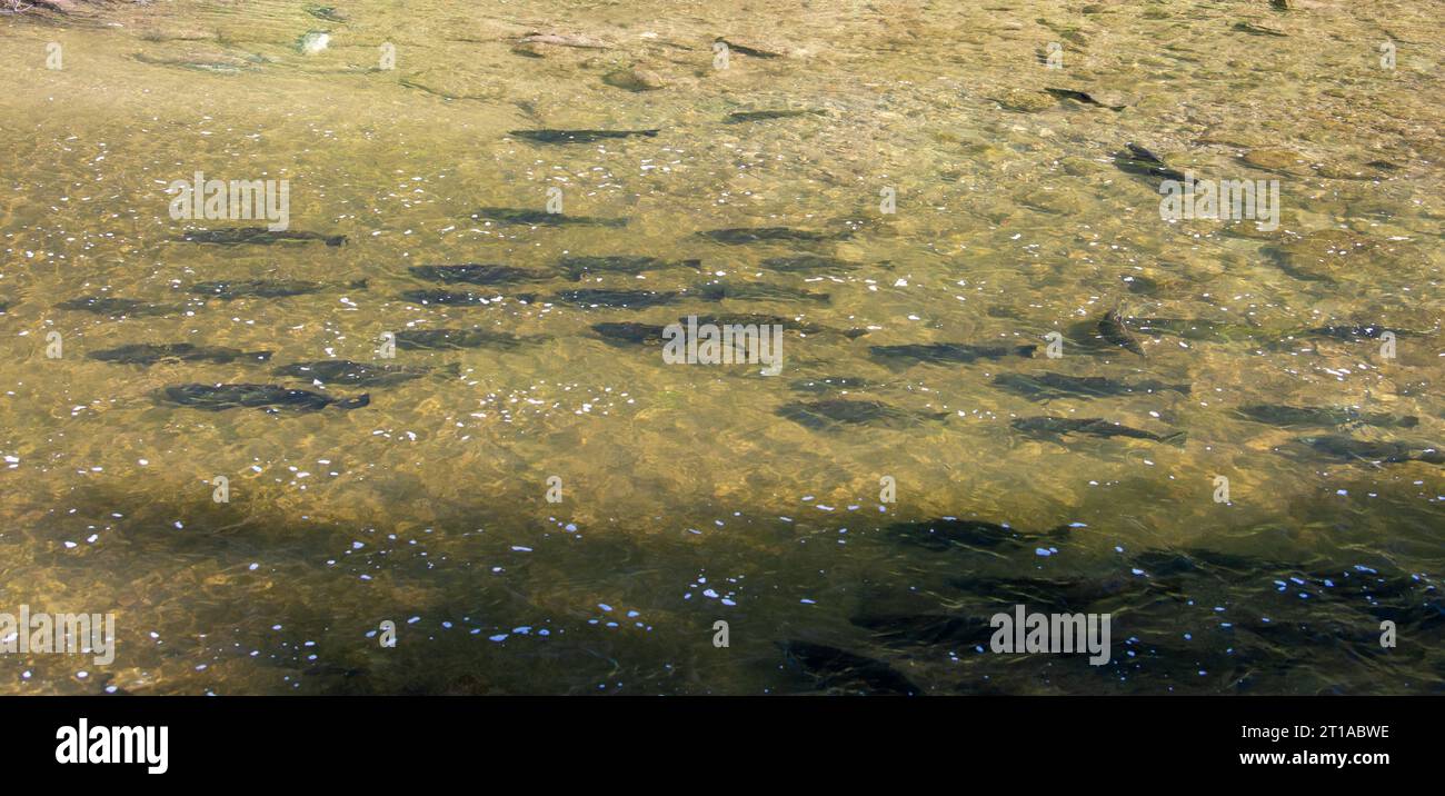 Salmon Run in Ganaraska River at Corbetts Dam Fish Ladder, Port Hope ON ...