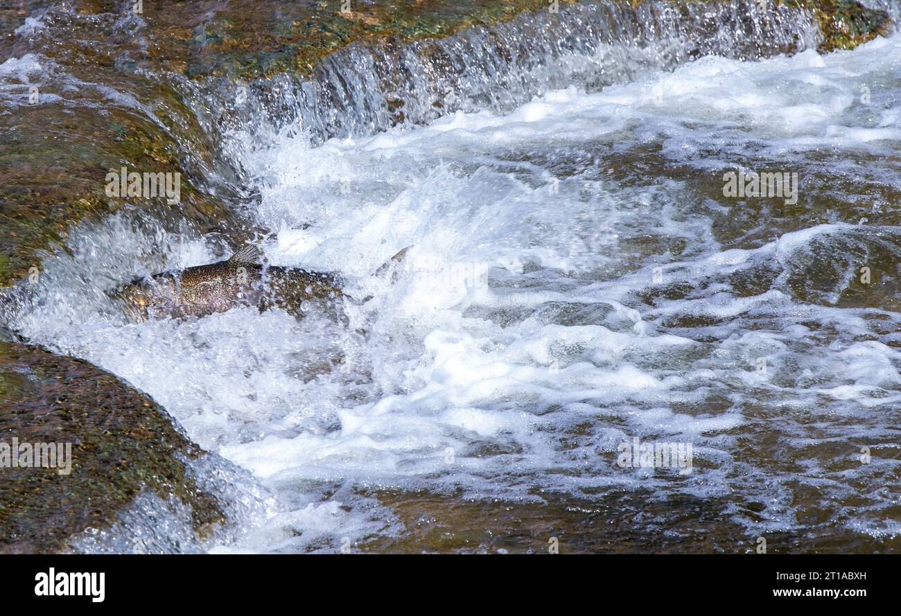 Salmon Run in Ganaraska River at Corbetts Dam Fish Ladder, Port Hope ON ...