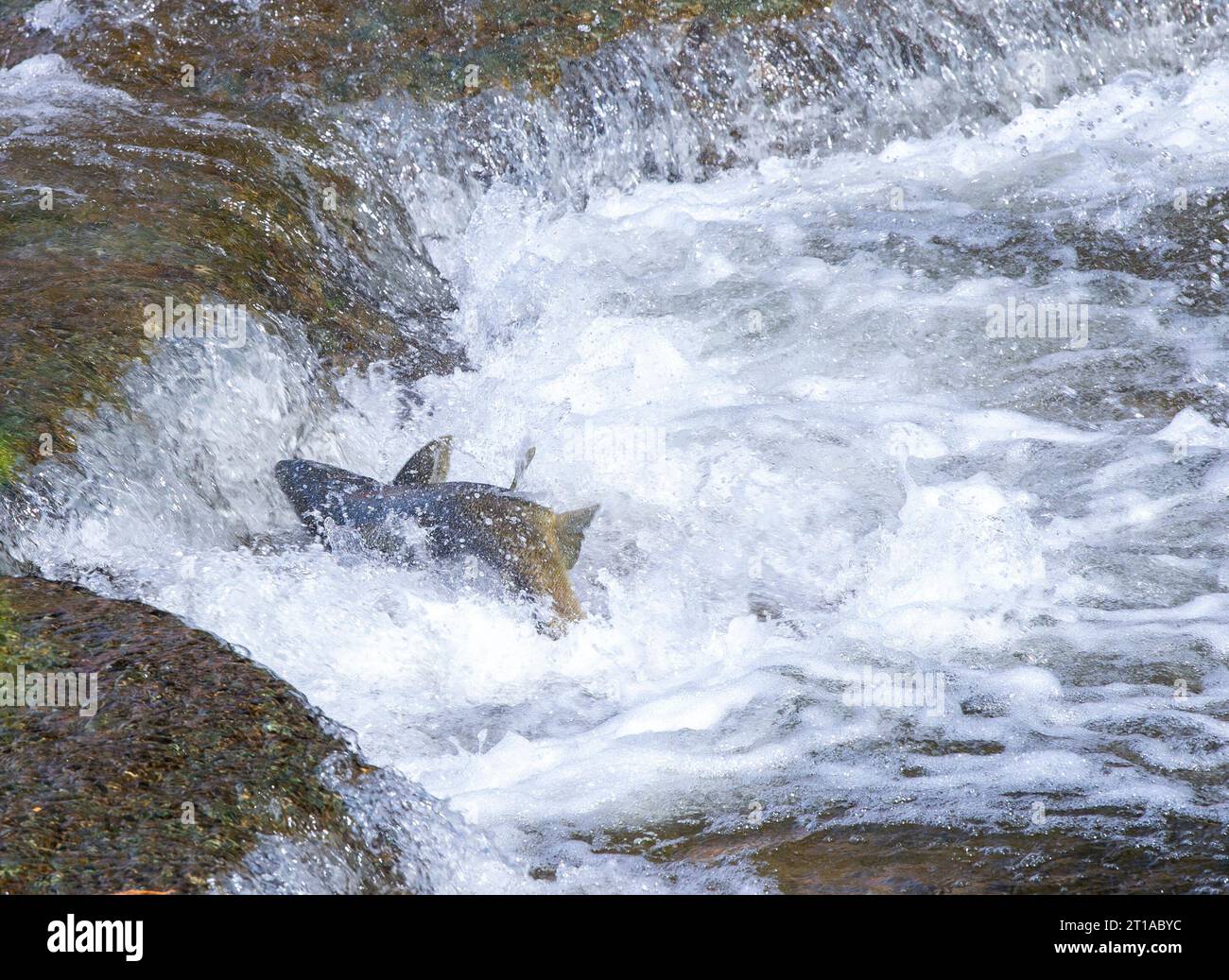 Fish jump dam hi-res stock photography and images - Alamy