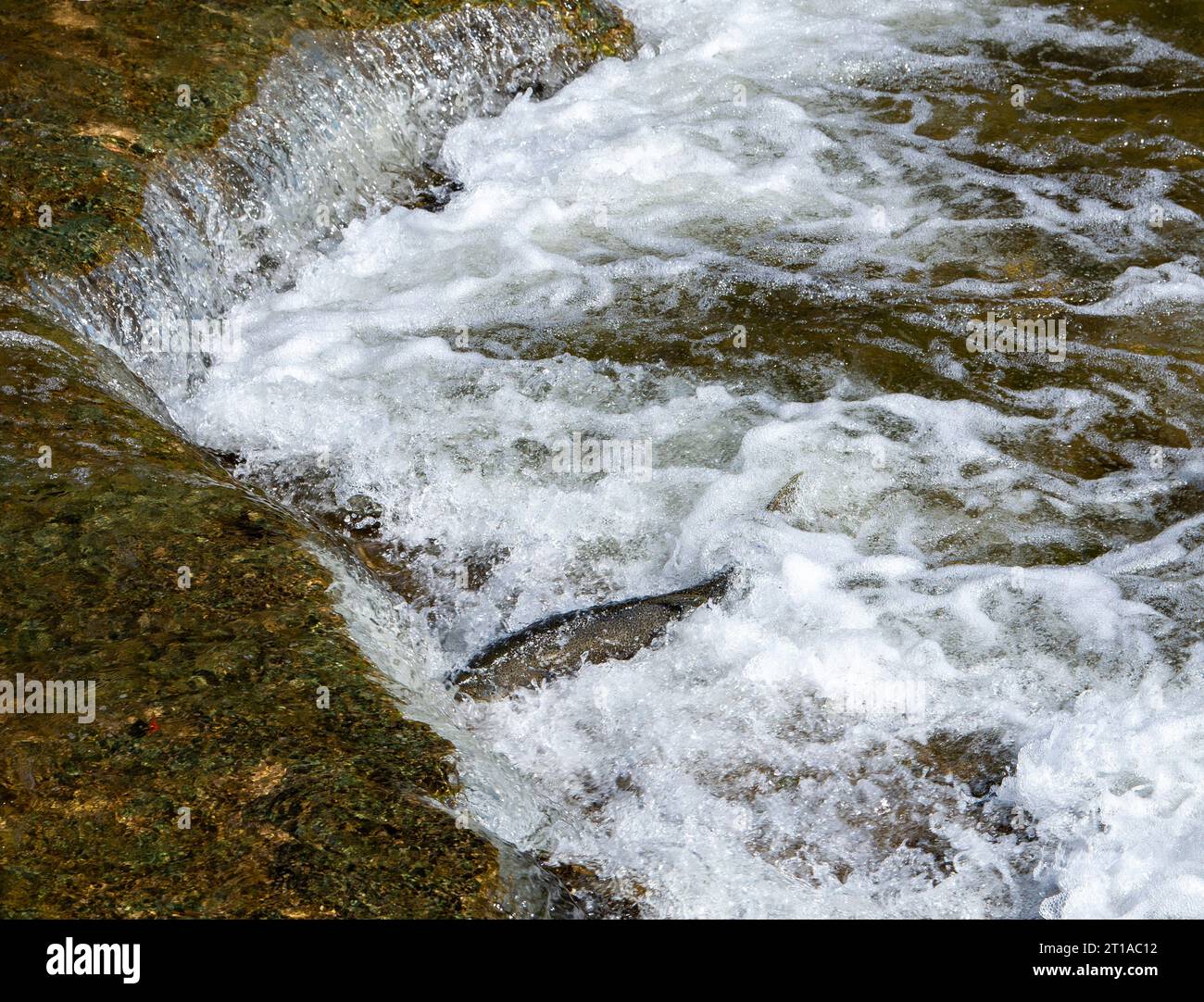 Salmon Run in Ganaraska River at Corbetts Dam Fish Ladder, Port Hope ON ...