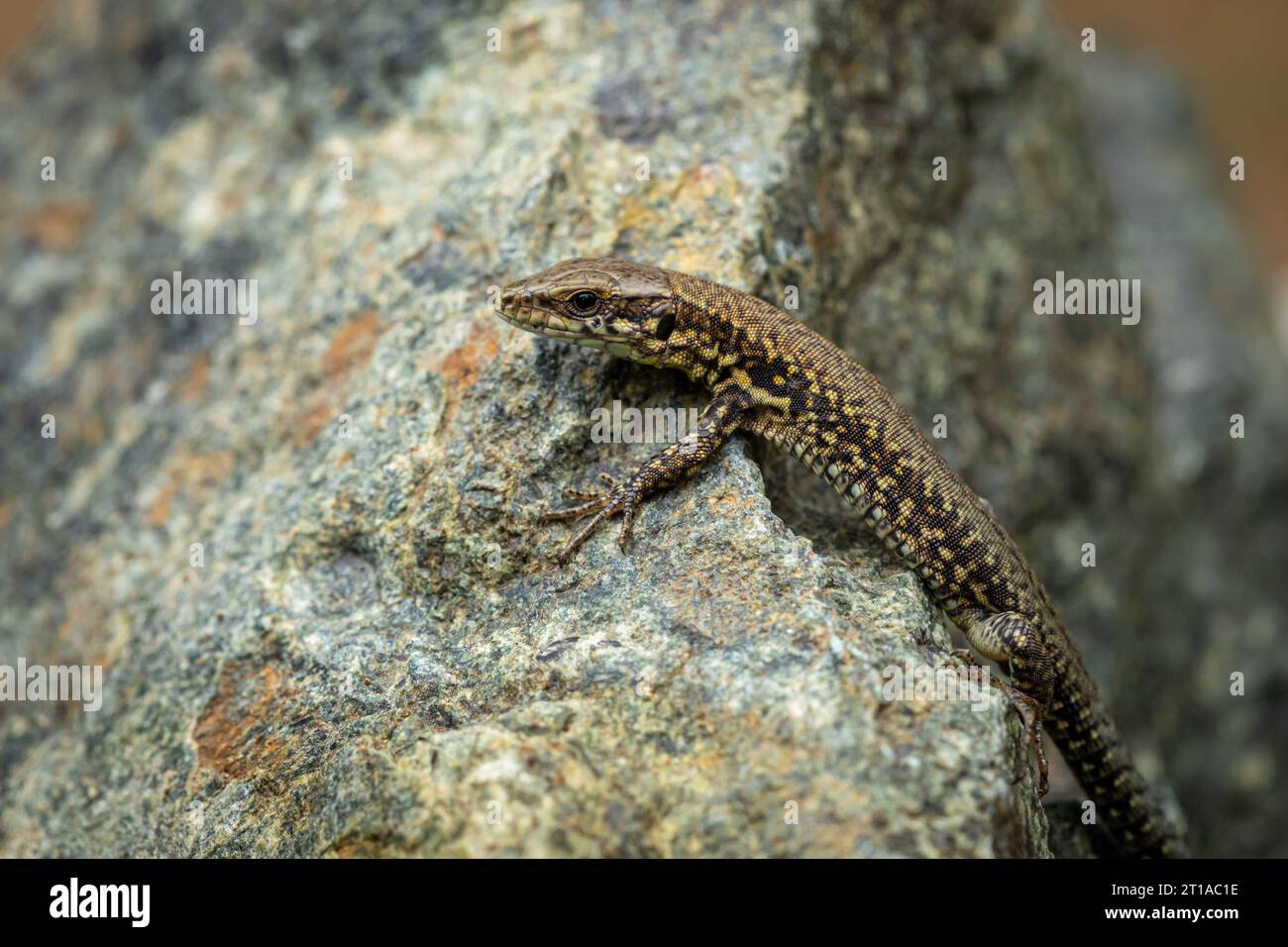 European Wall Lizard on a Rock Stock Photo - Alamy