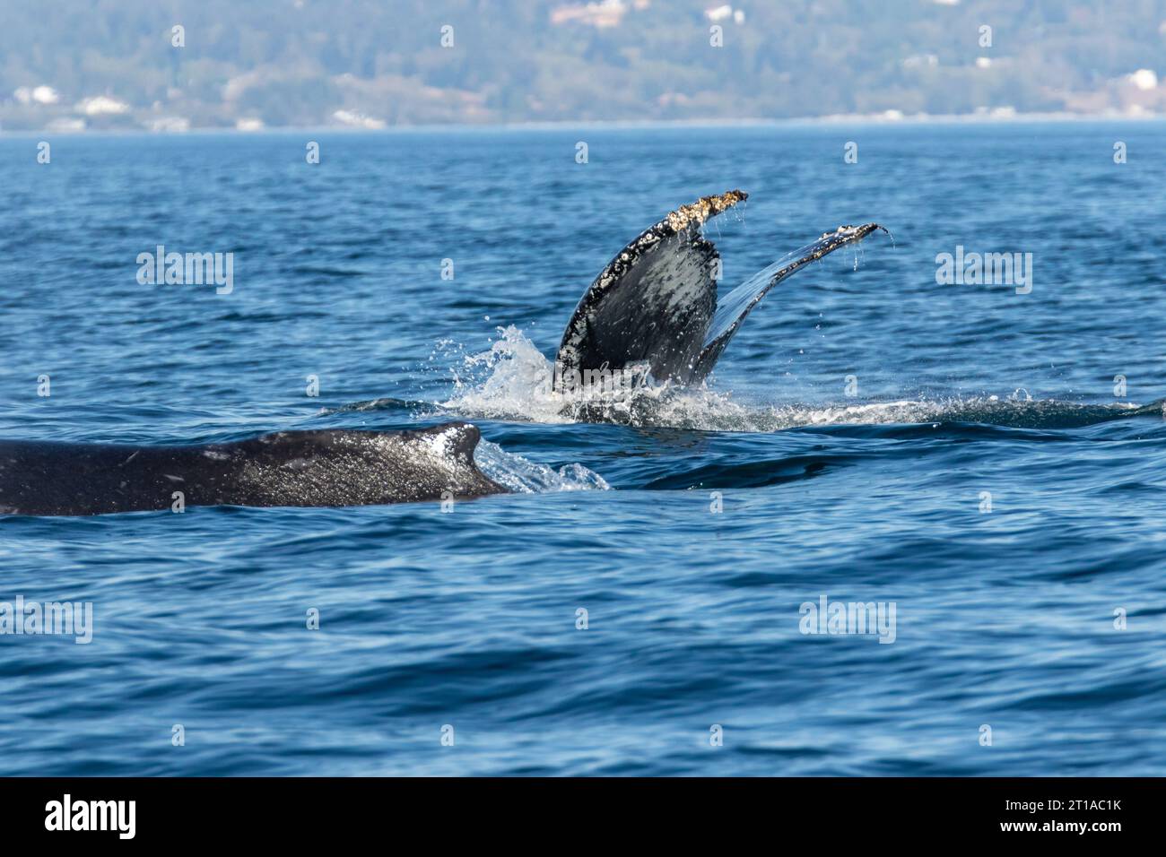 Whales side by side hi-res stock photography and images - Alamy