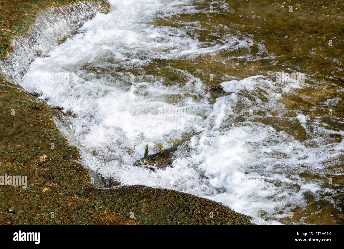Salmon Run in Ganaraska River at Corbetts Dam Fish Ladder, Port Hope ON ...