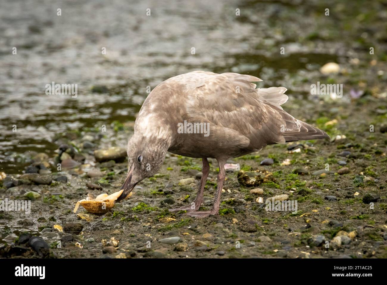 Shell hunting in the water hi-res stock photography and images - Alamy