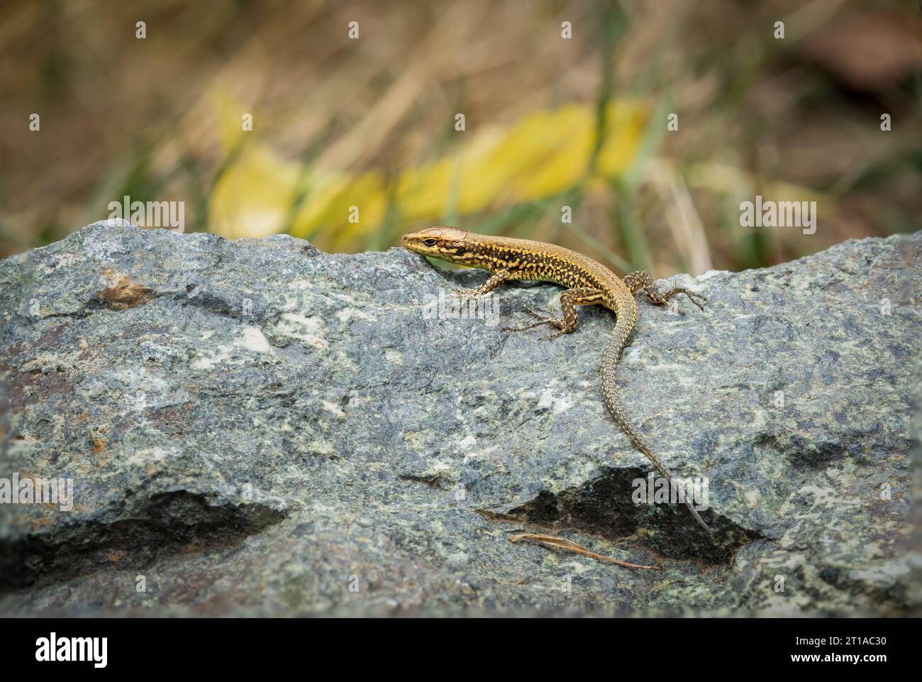 European Wall Lizard on a Rock Stock Photo - Alamy