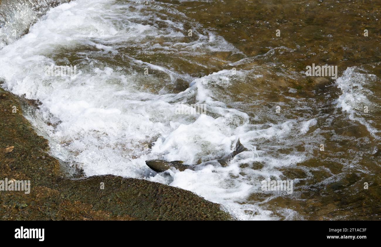 Salmon Run in Ganaraska River at Corbetts Dam Fish Ladder, Port Hope ON ...