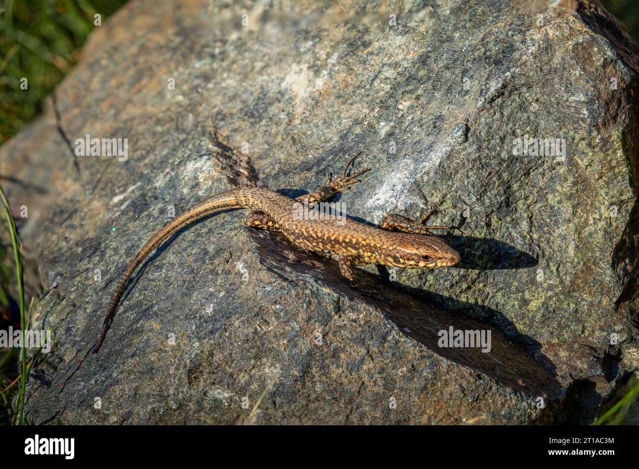 European Wall Lizard on a Rock Stock Photo - Alamy