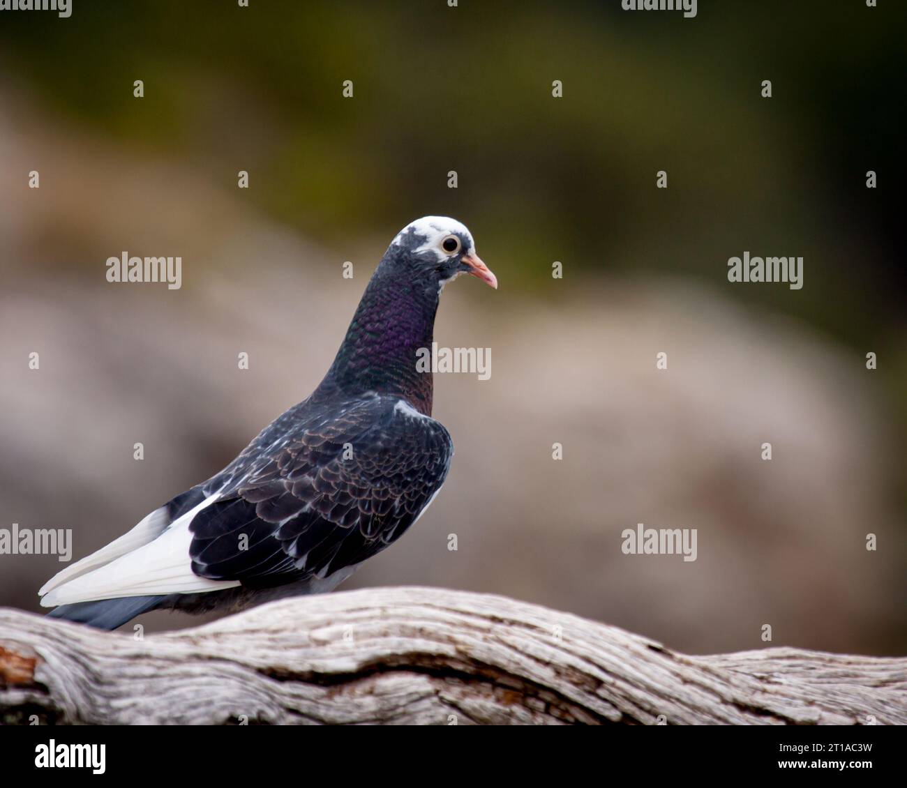 Rock pidgeon hi-res stock photography and images - Alamy