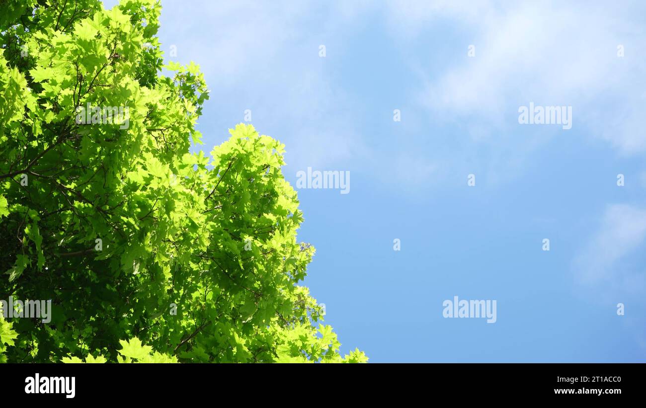 Selective focus green leaves moving hi-res stock photography and images ...