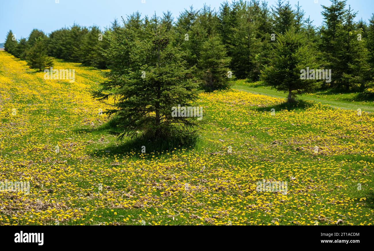 Green evergreen pine trees and thousands of yellow dandelion flowers in ...