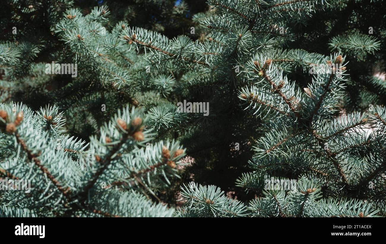 Branches of a dense blue spruce in the park in cloudy weather, a close ...