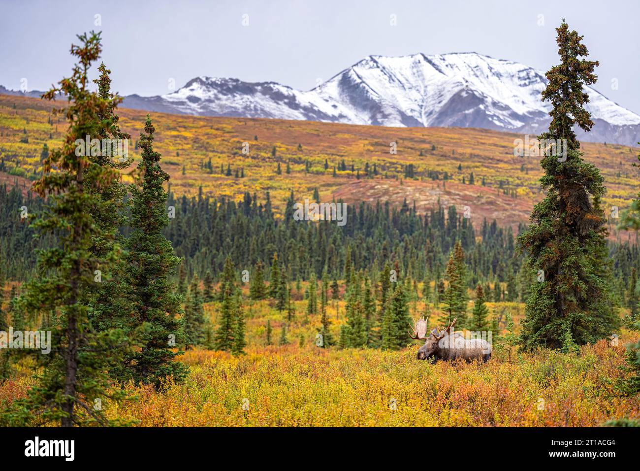 Bull Moose Scene Stock Photo - Alamy