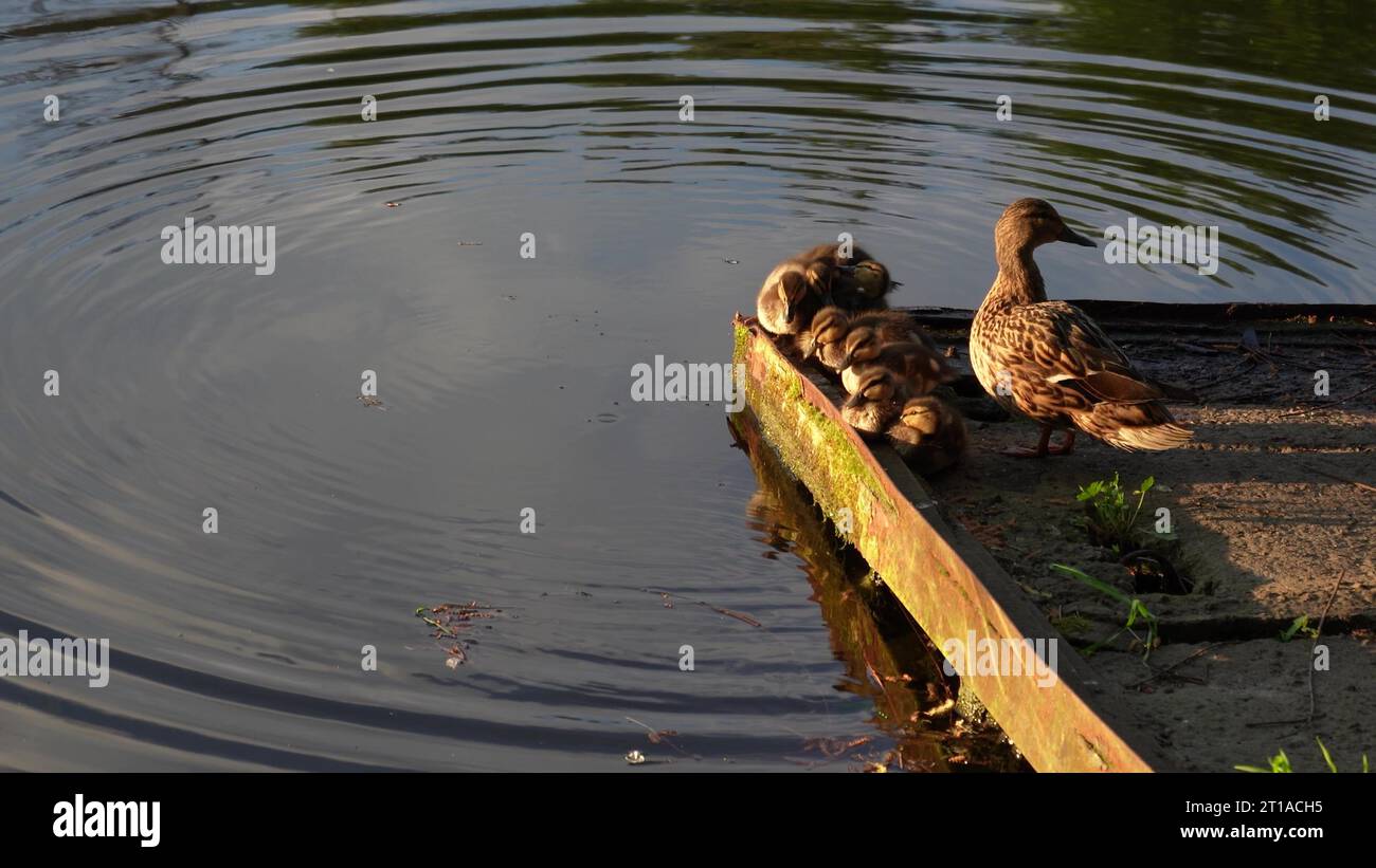 A mother duck with little ducklings is basking in the sun. Close-up of ...