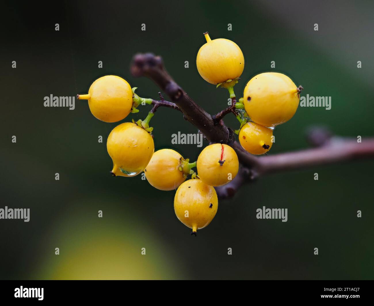 Yellow autumn berries of the hardy deciduous twining climber, Celastrus ...