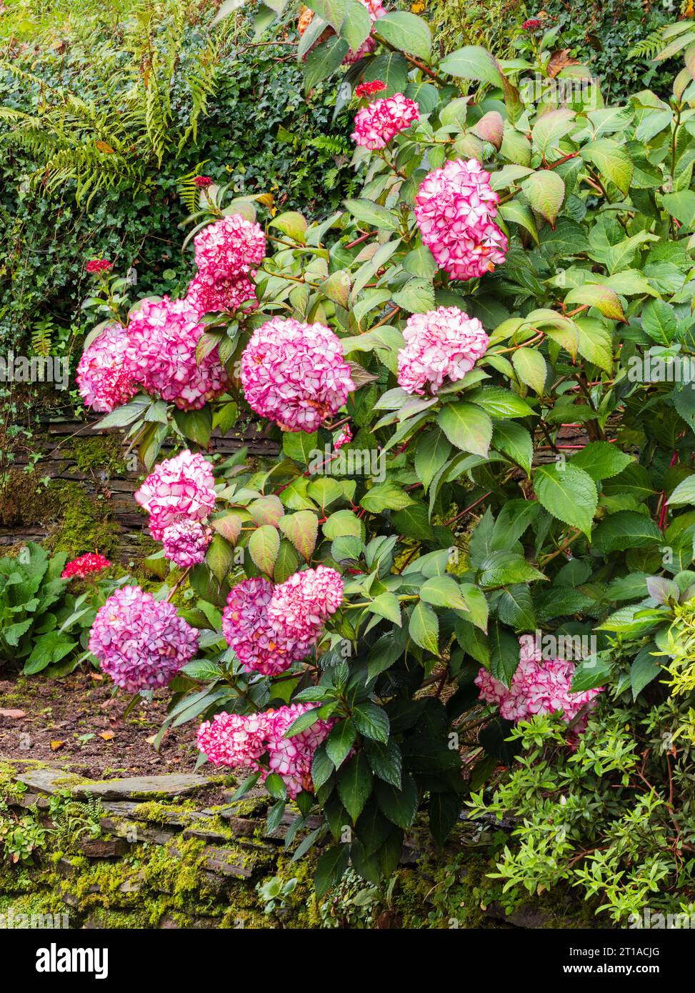 Red edged white flowers in the mophead displays of the hardy deciduous ...