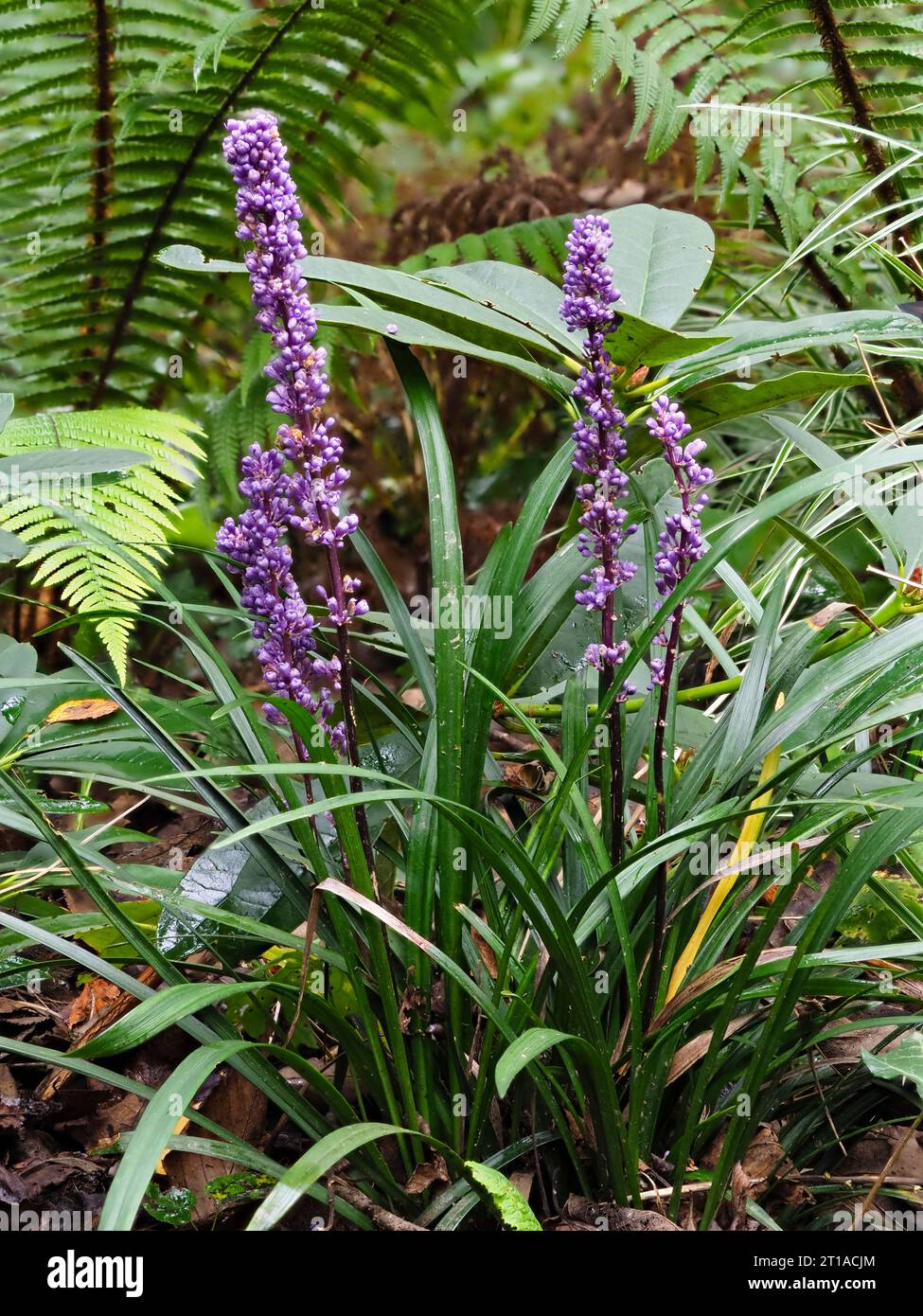 Blue flowers in the spikes of the autumn blooming evergreen lily turf ...