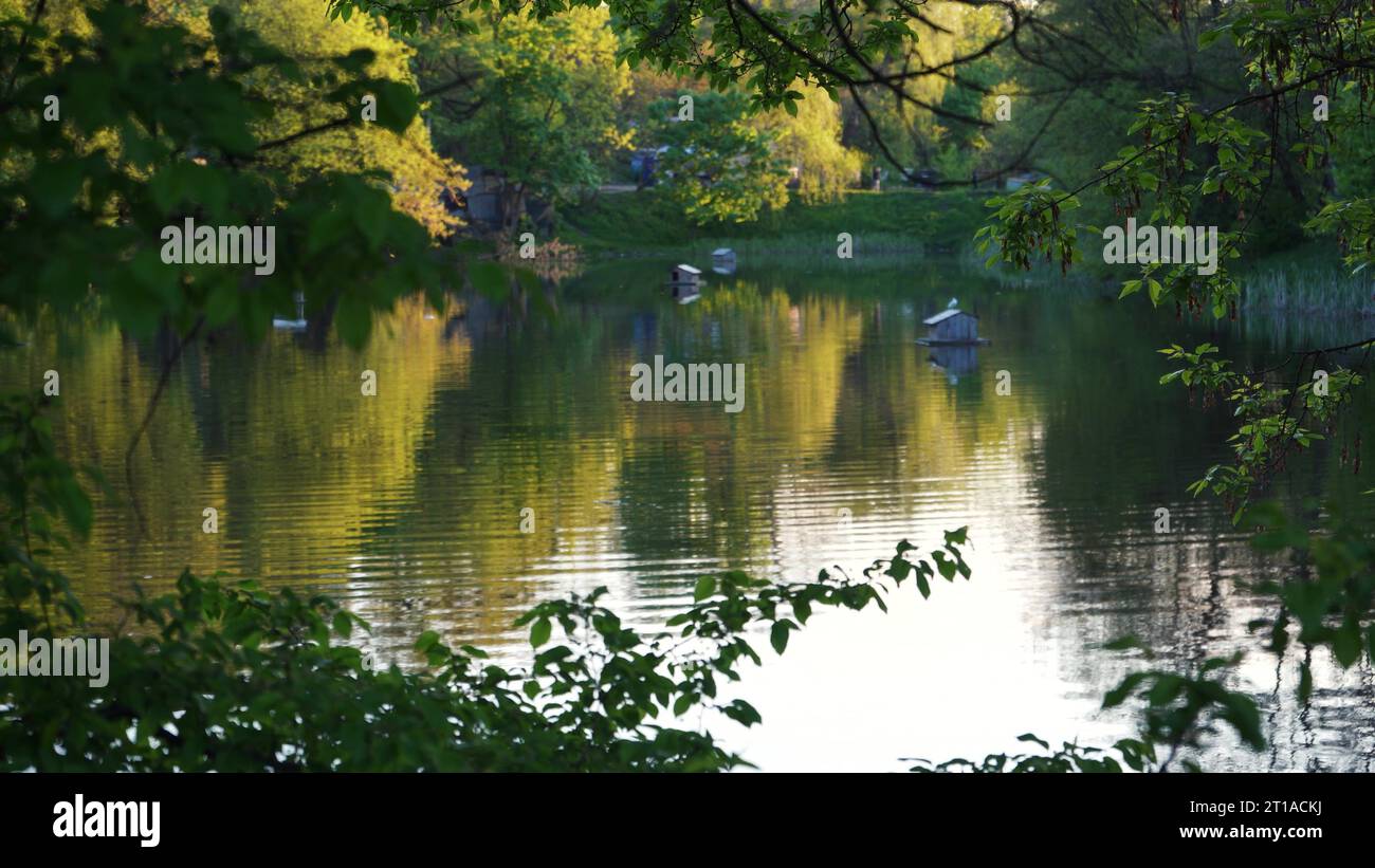 View through the branches of trees on the embankment of the pond in a ...