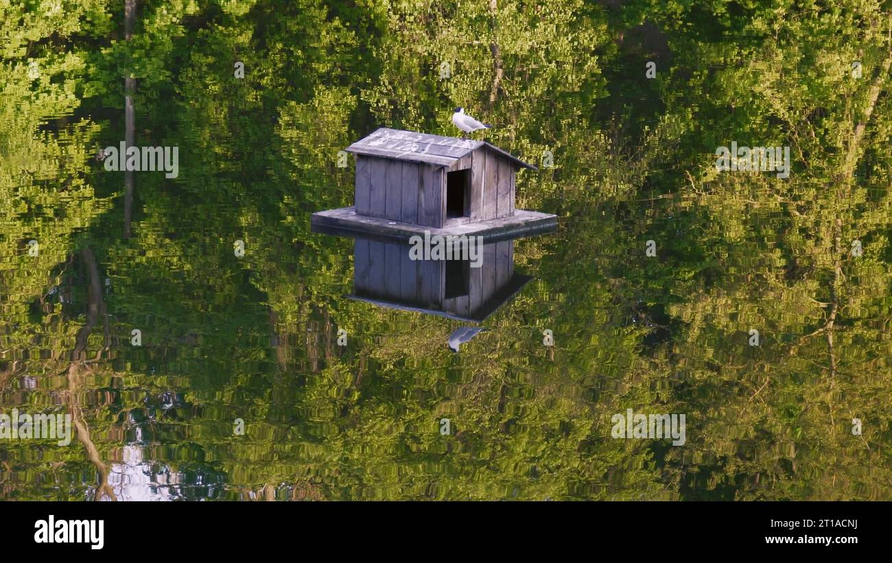 A birdhouse in the middle of a lake with a bird sitting on it ...