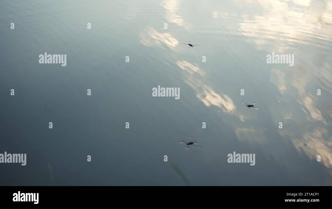 Water strider insects float on hi-res stock photography and images - Alamy
