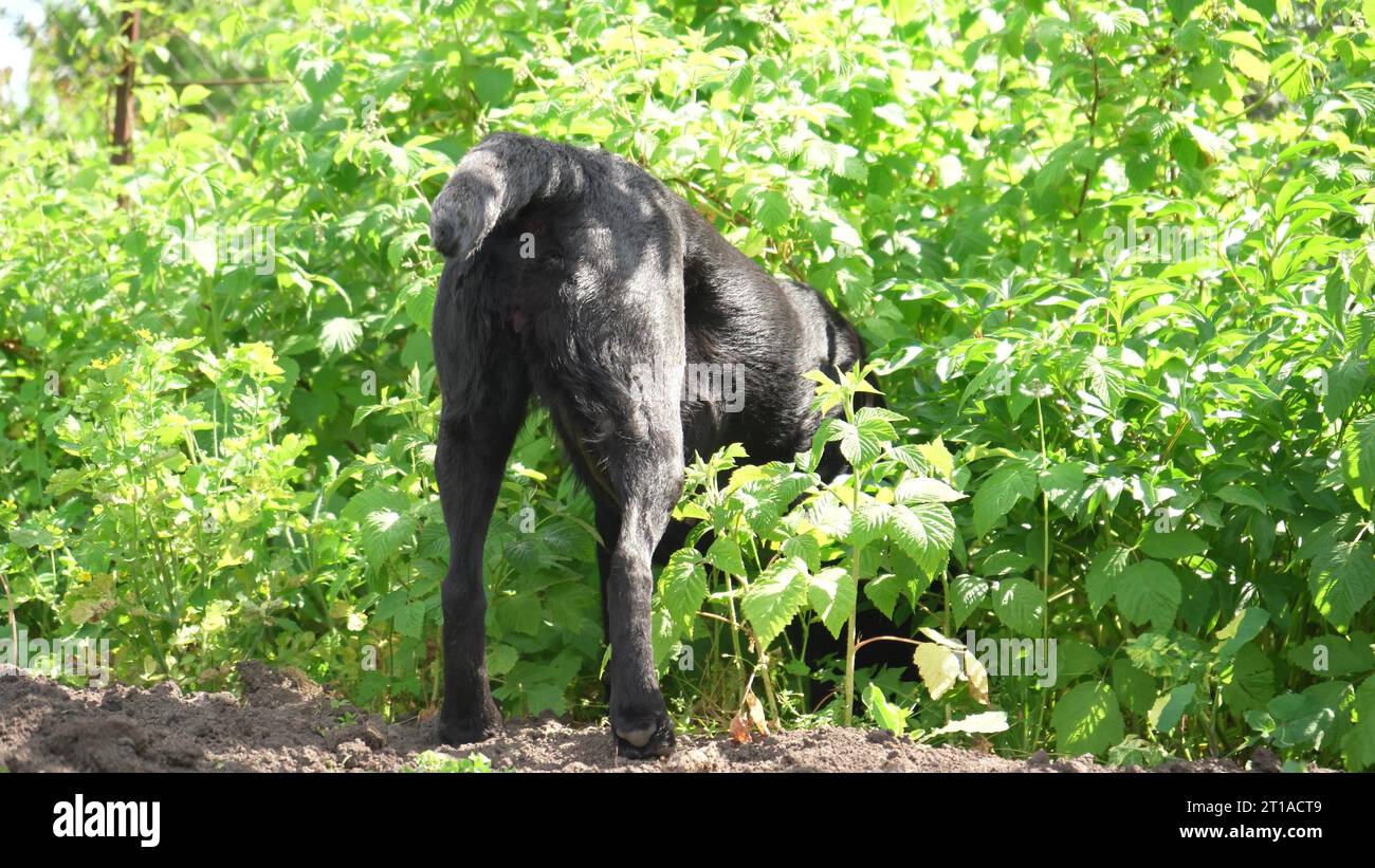 A black labrador retriever hunts animals in the garden. A labrador dog ...