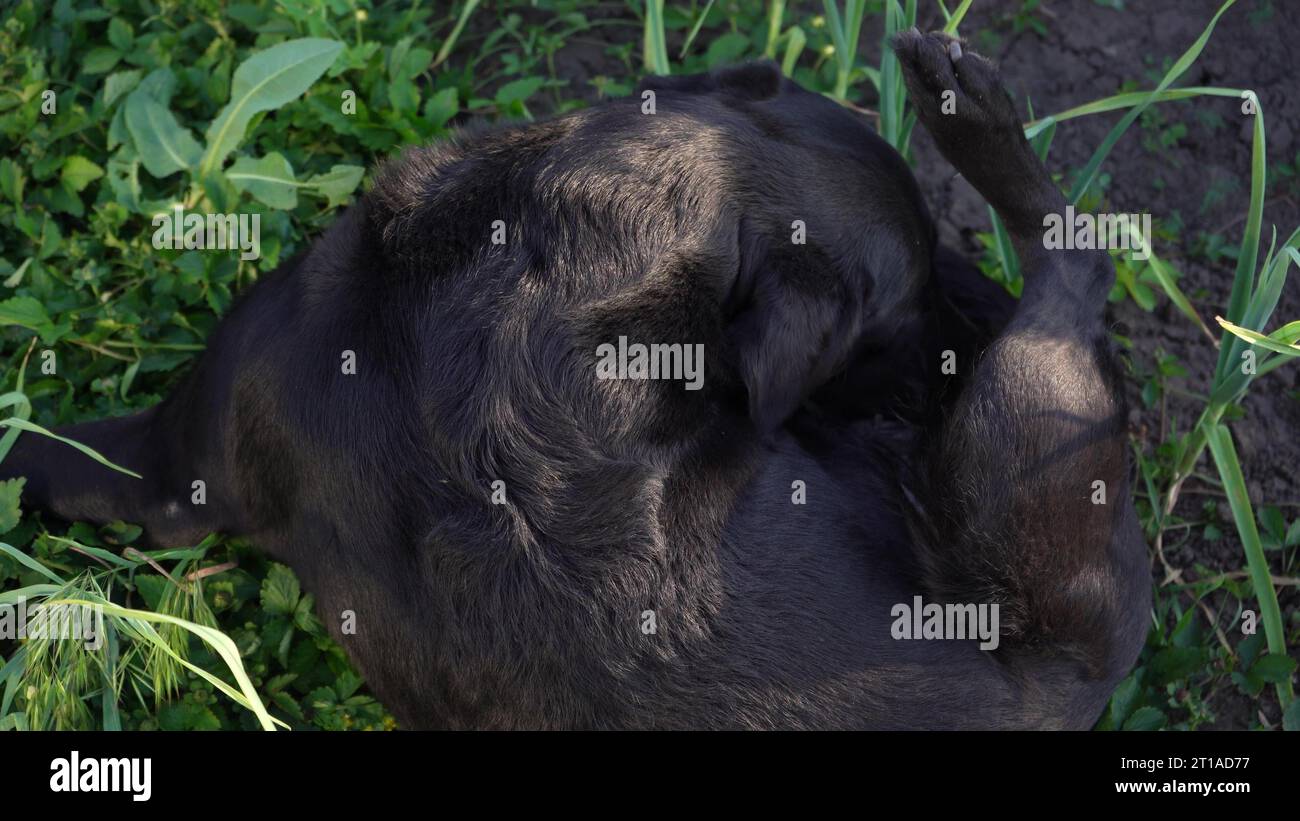 A black labrador in nature is scratching from fleas. Dog pests Stock ...