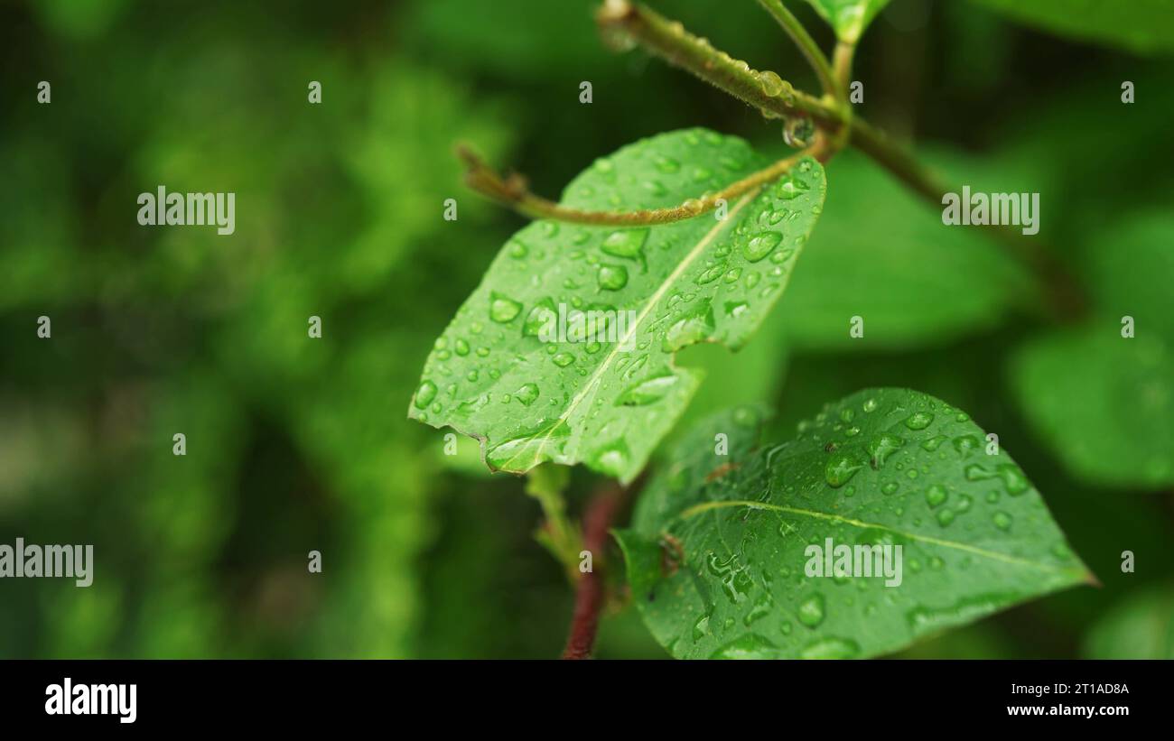 Rainforest leaf drip hi-res stock photography and images - Alamy