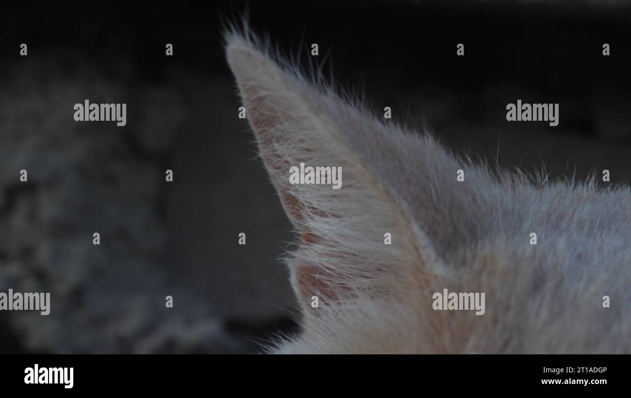 Cat ears close up. Bones on the ears of a cat in macro Stock Photo - Alamy