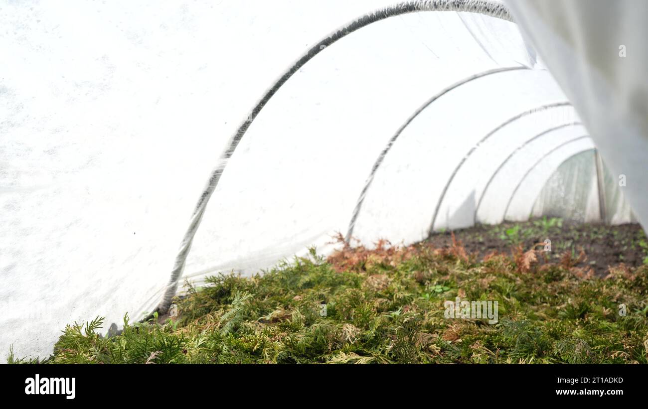 Spray irrigation lettuce hi-res stock photography and images - Alamy