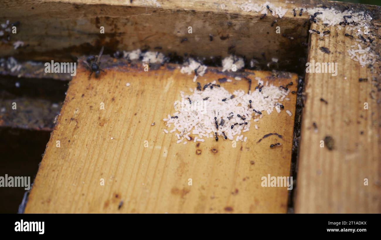 Black ants and their eggs have taken up residence in the hive. Macro ...