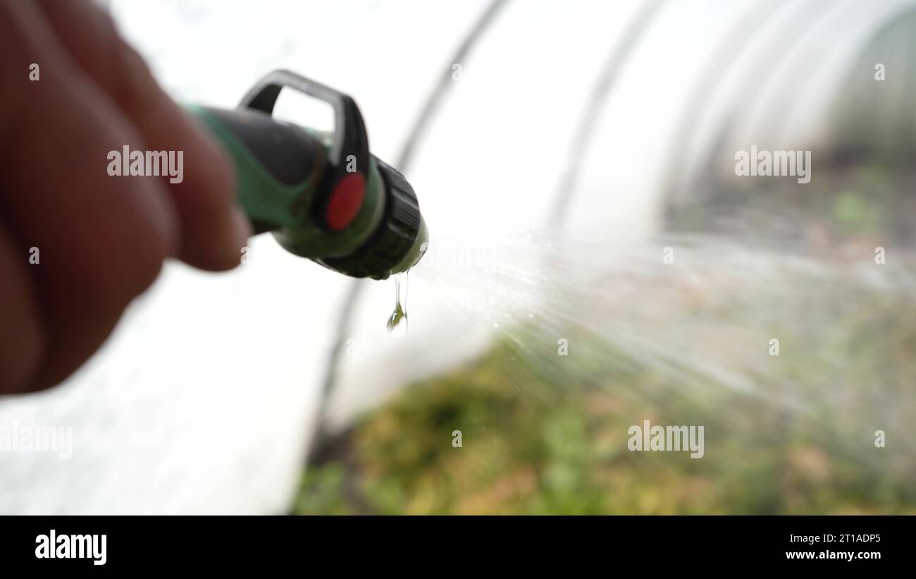 Spraying coniferous bushes of green plants in the greenhouse with ...