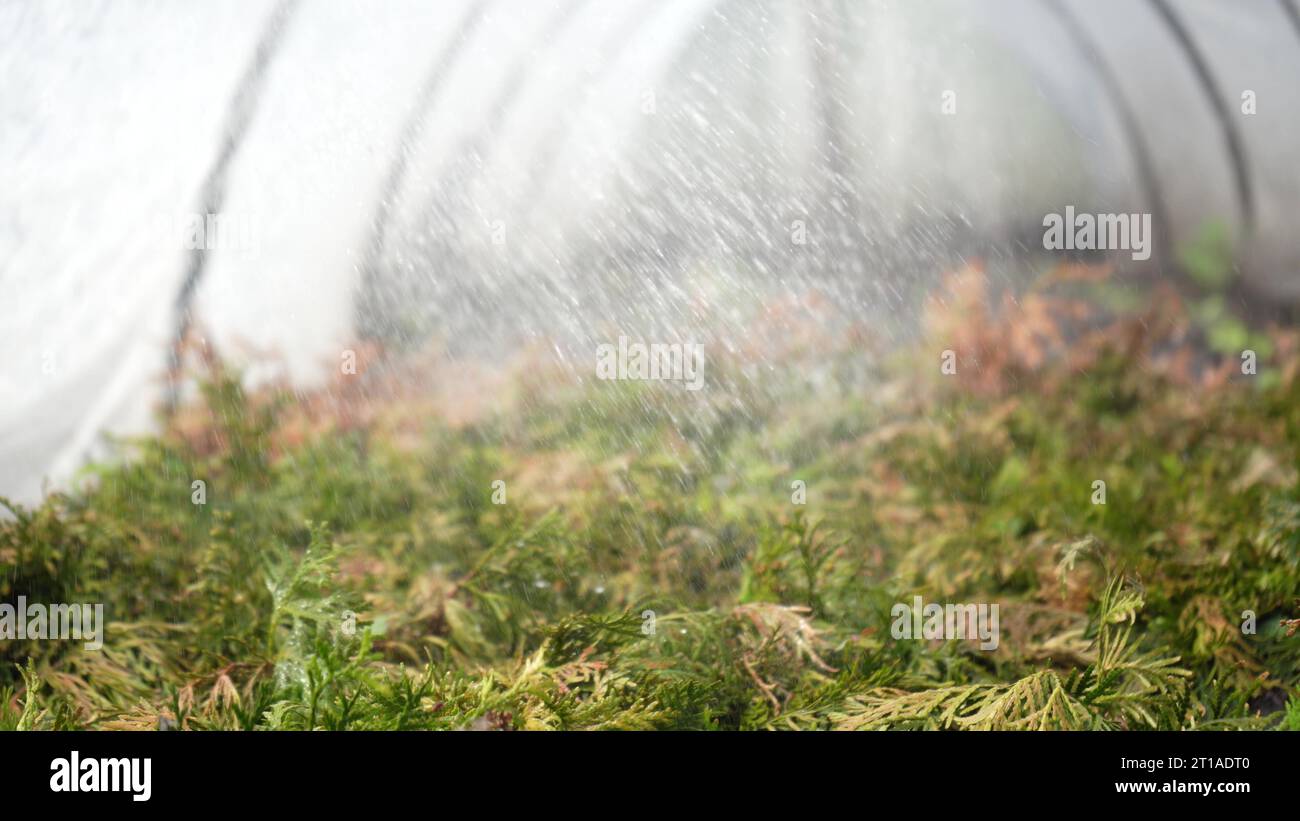 Spraying coniferous bushes of green plants in the greenhouse with ...