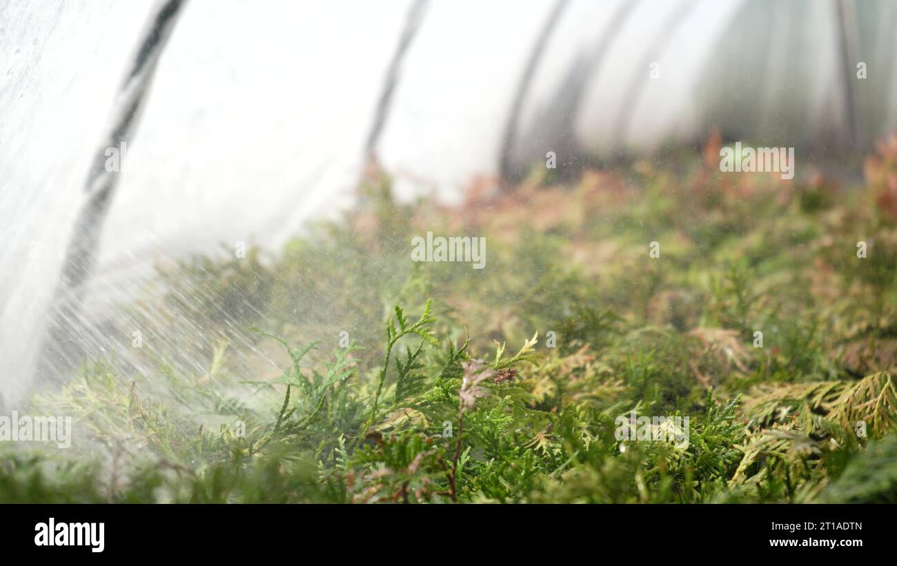 Spraying coniferous bushes green plants hi-res stock photography and ...