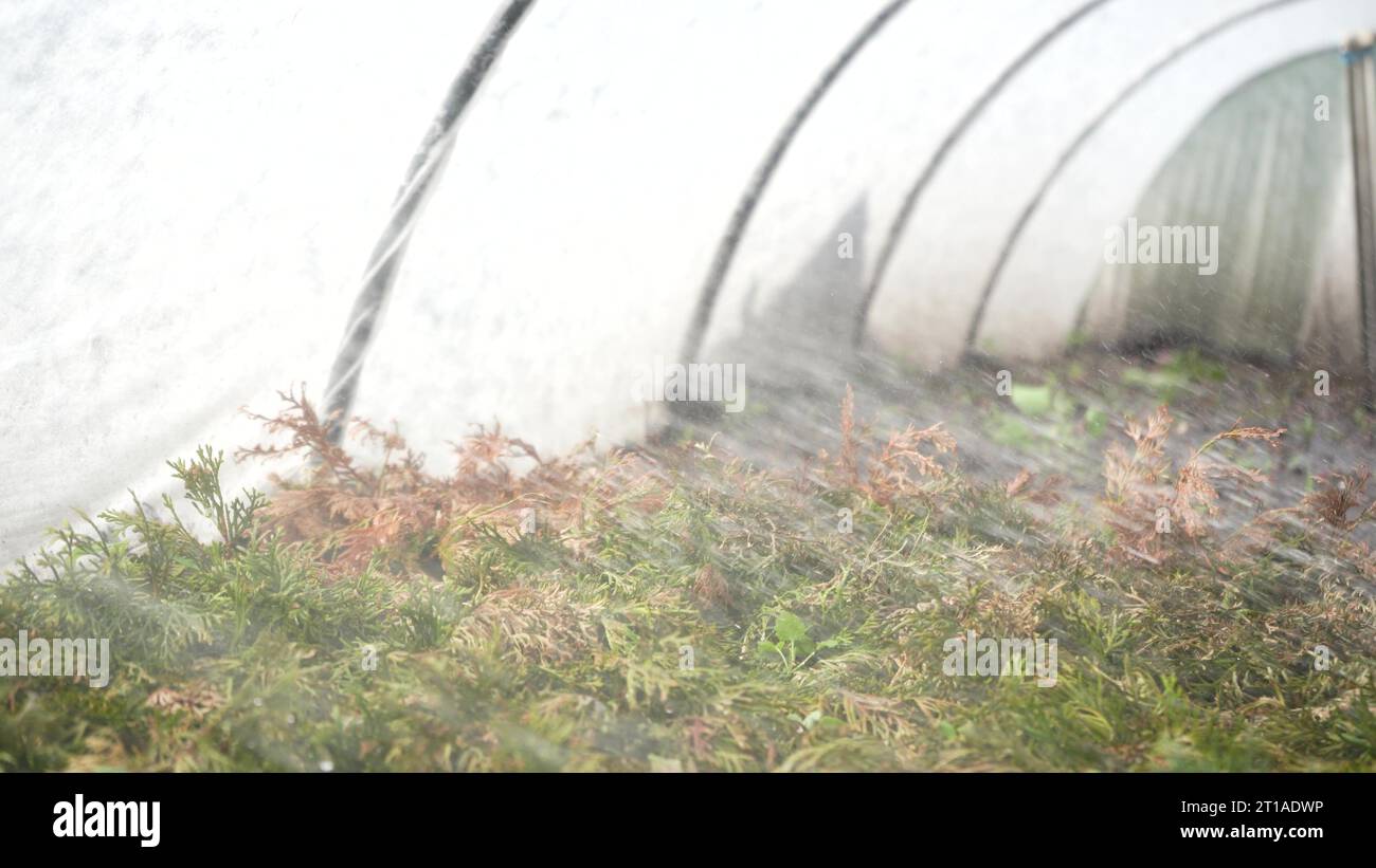 Spray irrigation lettuce hi-res stock photography and images - Alamy