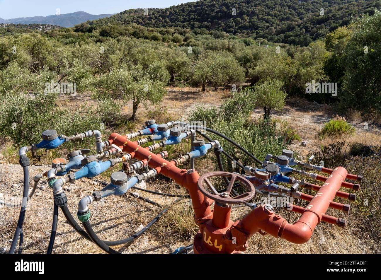 Olivenplantage griechenland hi-res stock photography and images - Alamy