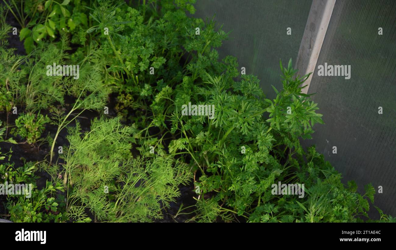 Rain drops in slow motion hi-res stock photography and images - Alamy